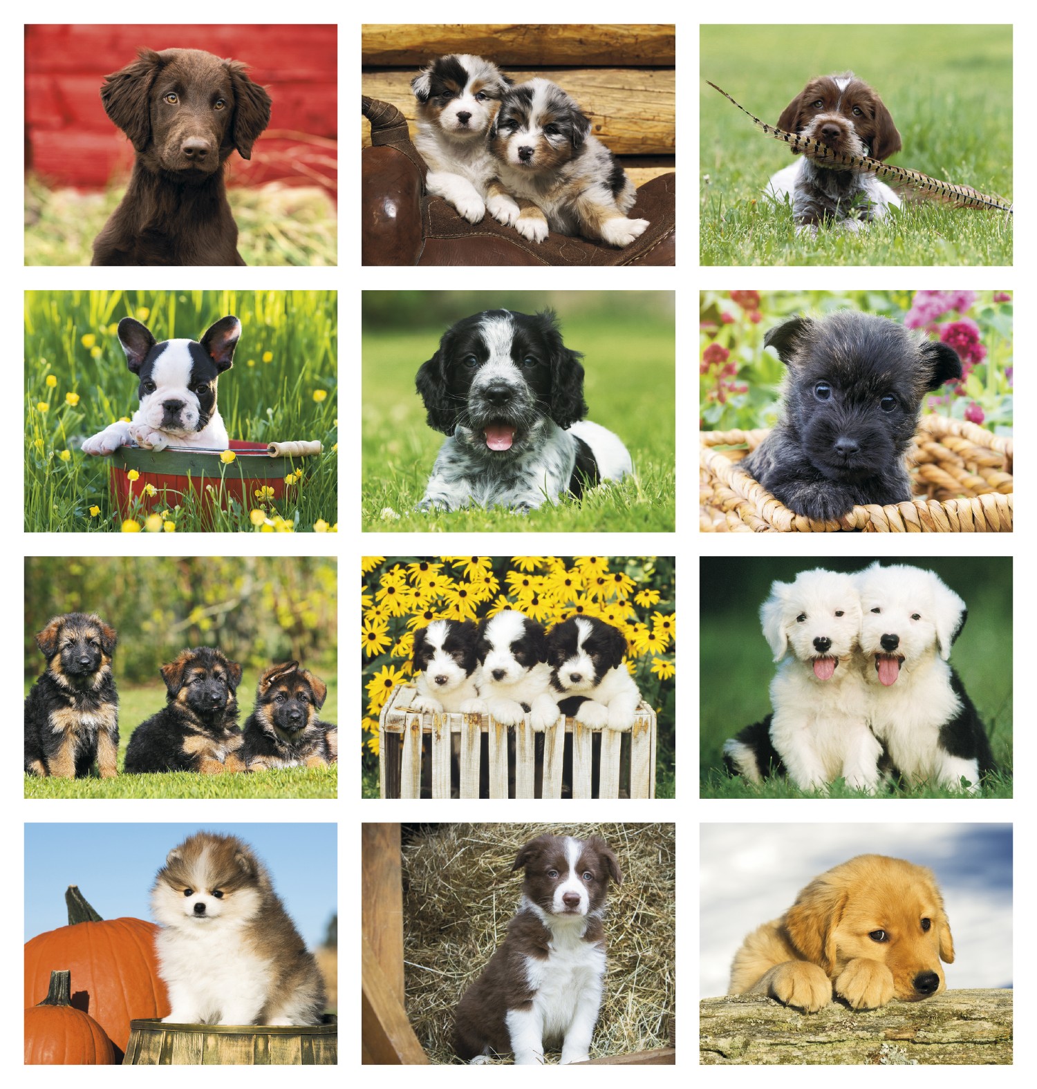 Triumph® Calendars Puppies Calendar – Swag Made in the USA